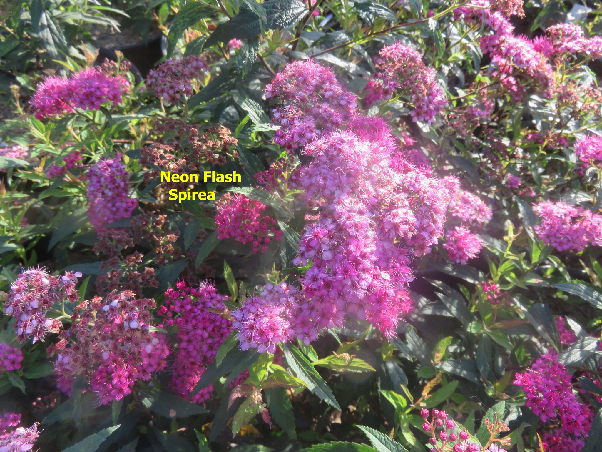 Spirea, Neon Flash - Longview Nursery