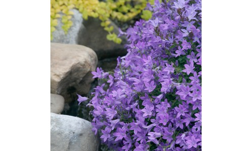 Campanula Blue Waterfall, pp creek hill - Longview Nursery
